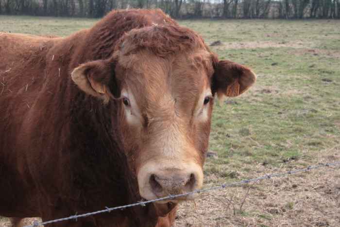 Limousin Cattle in Limousin. World Famous French Beef Cattle Breeds ...