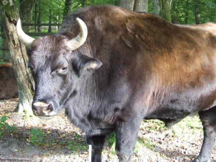 Bison, Beefalo, or Belgian Blue Angus - Cattle Genetics Industry ...