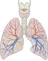 Learn More About the Signs and Symptoms of Pulmonary Embolism - HubPages
