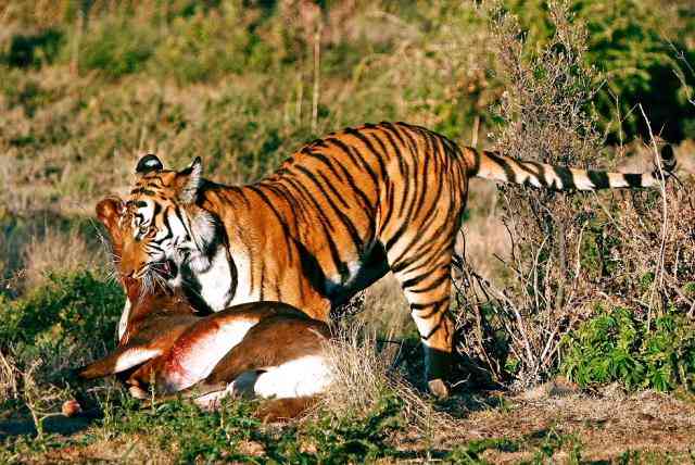 THE TIGER NEXT DOOR Living with man-eating Tigers - HubPages