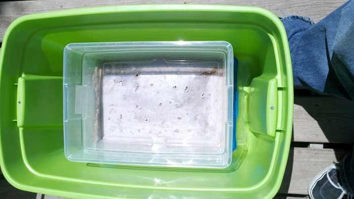 How To Make A Worm Farm For Fishing - HubPages