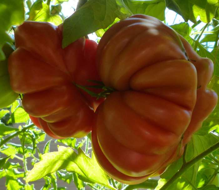 The Pleated Zapotec Heirloom Tomato - HubPages