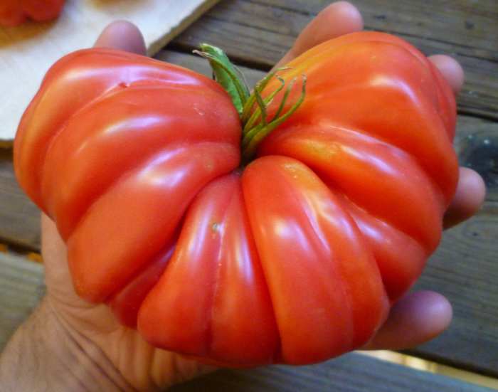 The Pleated Zapotec Heirloom Tomato - HubPages