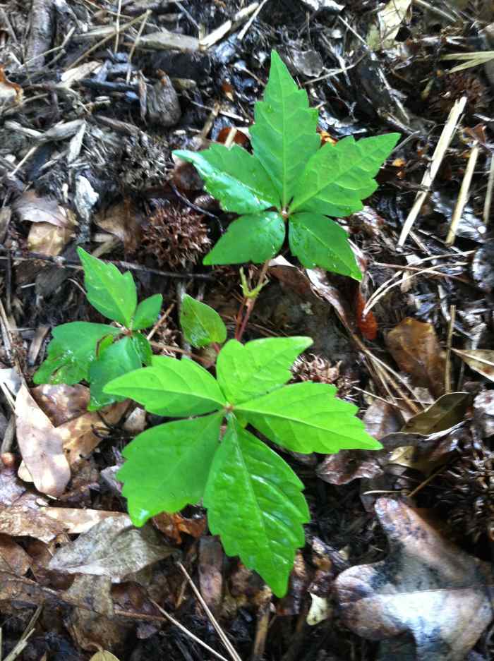 How to Recognize and Prevent Poison Ivy/Oak/Summac Rash and Irritations ...