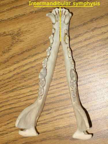 How To Clean A Skull - HubPages