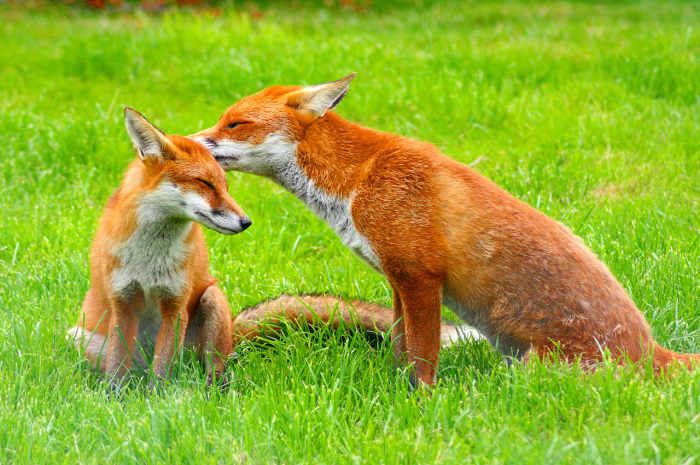 The 25 Interesting Facts About foxes - HubPages