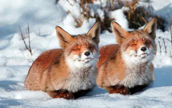 The 25 Interesting Facts About foxes - HubPages