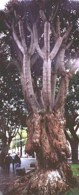 The Dragon Tree of the Canary Islands - a Plant Survivor From ...