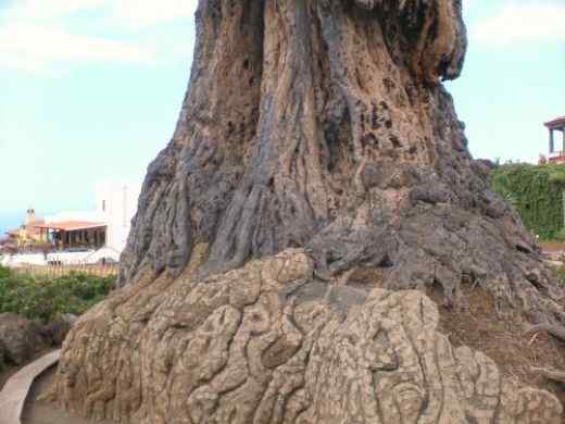 The Dragon Tree of the Canary Islands - a Plant Survivor From ...
