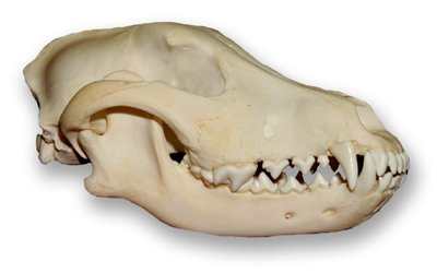 Pit Bulls : Behind The Jaws - HubPages