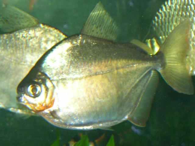 Silver Dollar: Fish Care Overview with Recommended Tank Size and ...