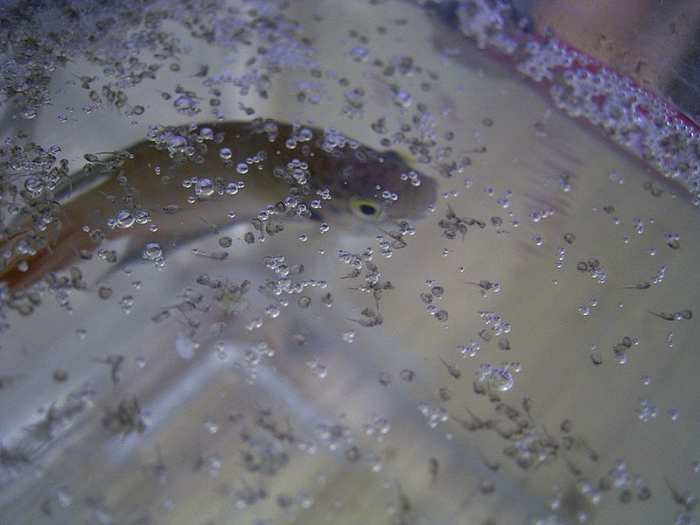 Hikari First Bites Fry Food -- A Product Review (Powder Food Ideal for ...