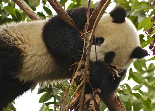 How to Save the Giant Pandas - HubPages