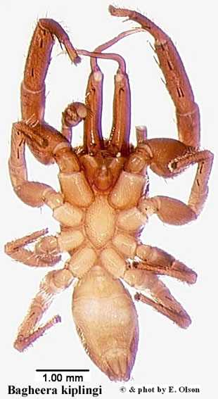 Bagheera Kiplingi - The Vegetarian Spider - HubPages