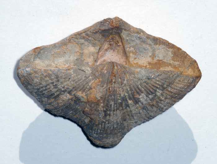 Finding Tennessee Fossils - HubPages