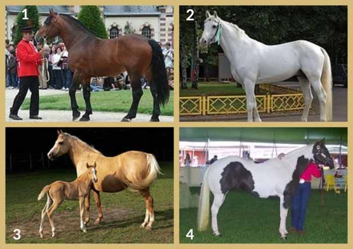 List of Horse Breeds: A to Z Guide - HubPages