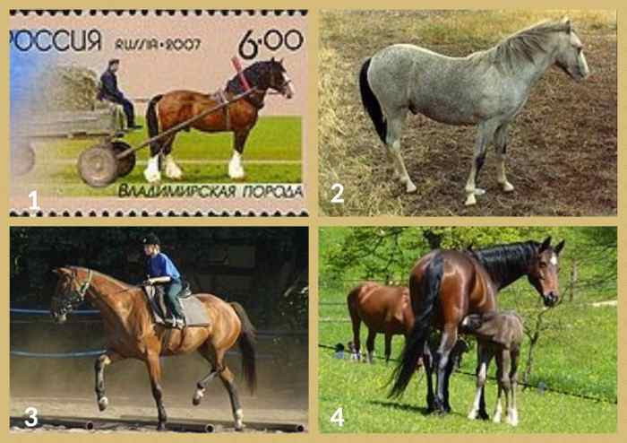 List of Horse Breeds: A to Z Guide - HubPages