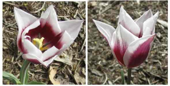 My Victorian Garden: Gardening with Rare & Unusual Antique Heirloom ...