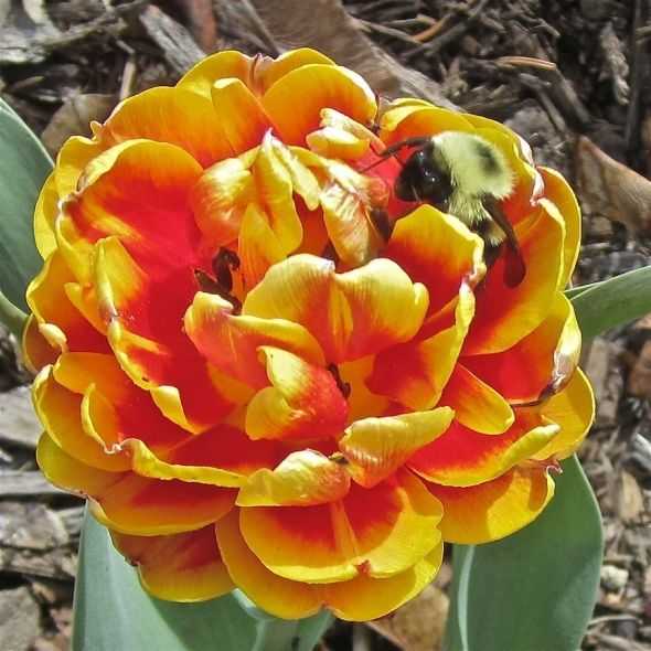 My Victorian Garden: Gardening with Rare & Unusual Antique Heirloom ...