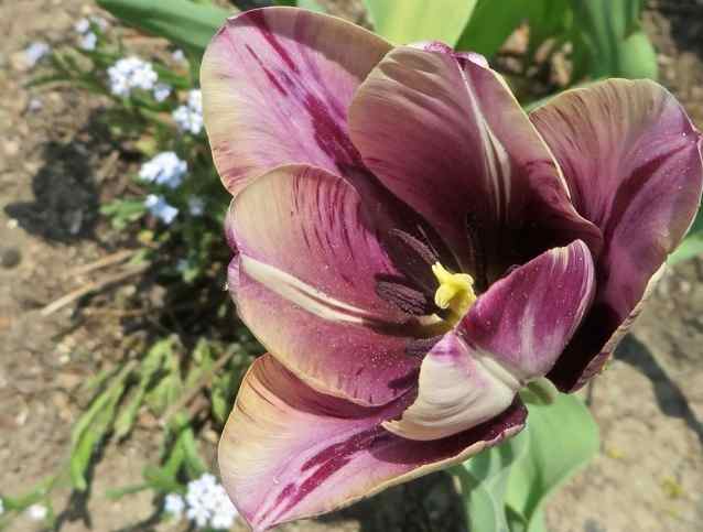 My Victorian Garden: Gardening with Rare & Unusual Antique Heirloom ...