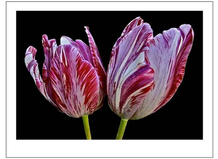 My Victorian Garden: Gardening with Rare & Unusual Antique Heirloom ...