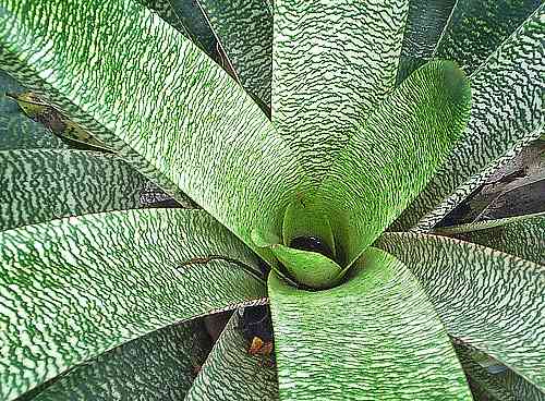 Photo Gallery: The amazing colors and patterns of tropical foliage ...