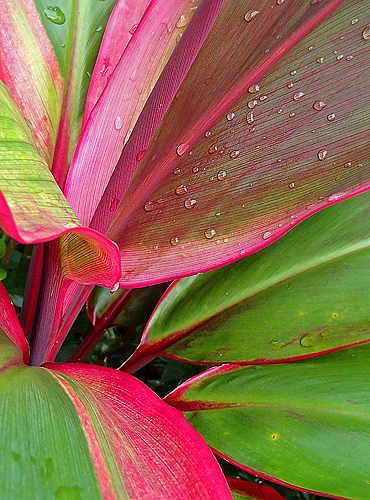 Photo Gallery: The amazing colors and patterns of tropical foliage ...