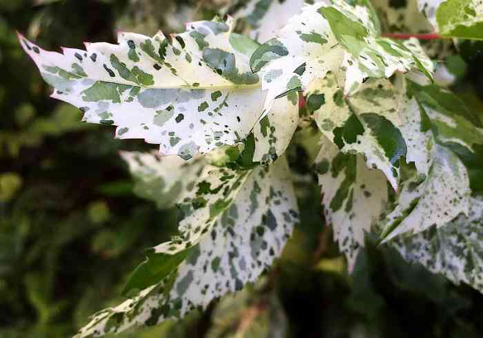 Photo Gallery: The amazing colors and patterns of tropical foliage ...