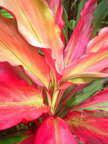 Photo Gallery: The amazing colors and patterns of tropical foliage ...