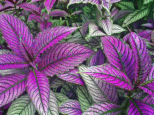 Photo Gallery: The amazing colors and patterns of tropical foliage ...