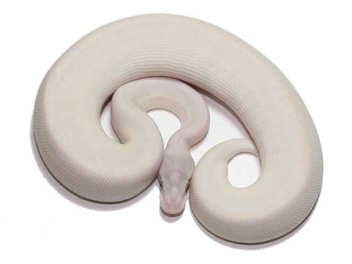 Beautiful Snakes - HubPages