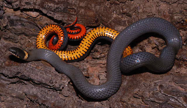 Beautiful Snakes - HubPages