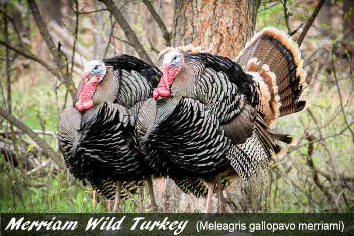 The 5 Wild Turkey Subspecies in North America (With Photos) - Owlcation