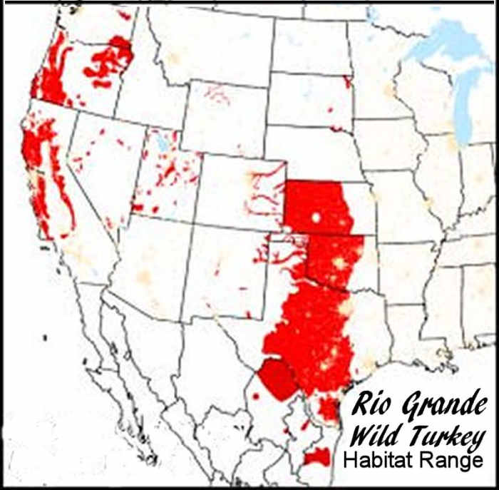 The 5 Wild Turkey Subspecies in North America (With Photos) - Owlcation