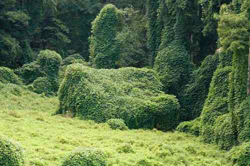 Kudzu Vine Identification - HubPages