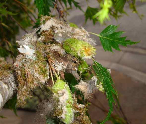 Cutleaf Weeping Birch Trees - HubPages