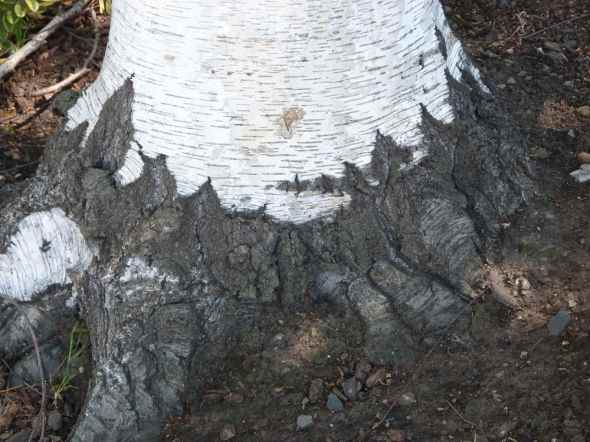 Cutleaf Weeping Birch Trees - HubPages