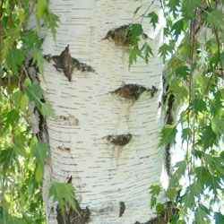 Cutleaf Weeping Birch Trees - HubPages