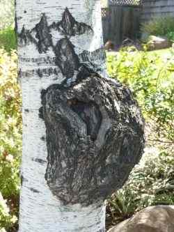 Cutleaf Weeping Birch Trees - HubPages