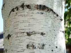 Cutleaf Weeping Birch Trees - HubPages
