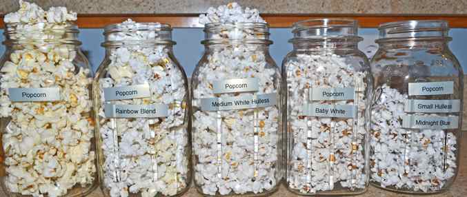 How and Why Does Popcorn Pops? Science & Structure of Popcorn Kernels ...