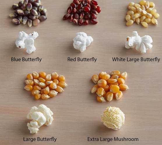 How and Why Does Popcorn Pops? Science & Structure of Popcorn Kernels ...