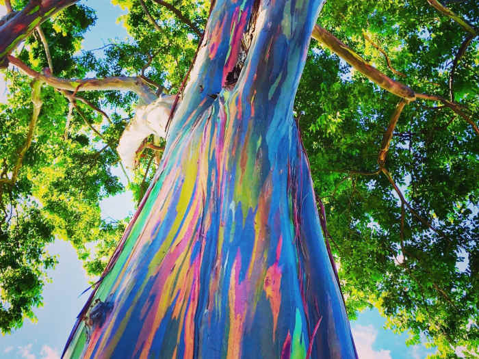 Facts About the Eucalyptus Tree: Description and Uses - HubPages