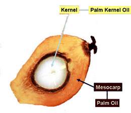 The Health Benefits of Palm Oil, Palm Kernel Oil, and Coconut Oil ...