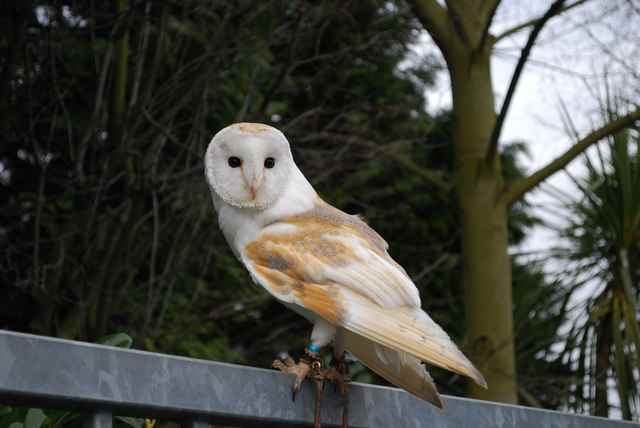 The Barn Owl – UK Endangered Species - HubPages