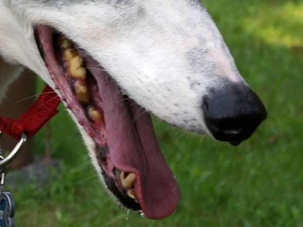 How to Brush your Greyhounds Teeth - HubPages