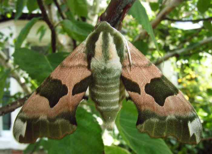 How to attract Hawk Moths to your garden - HubPages