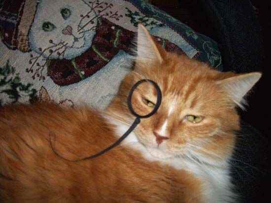How to Make a Costume Prop Monocle for Your Cat, Kid, or Costume Party ...