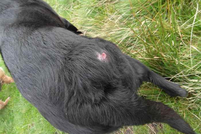 Lipomas in Dogs - HubPages