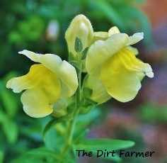 How to Grow Snapdragon - HubPages